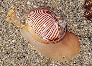 玉螺总科 Naticacea 蓝色动物学（中国动物学科普）